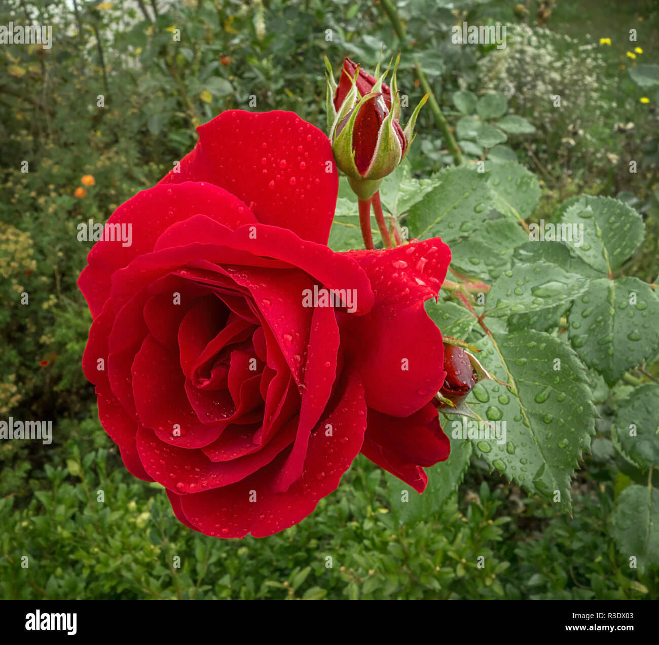 red rose in the rain Stock Photo - Alamy