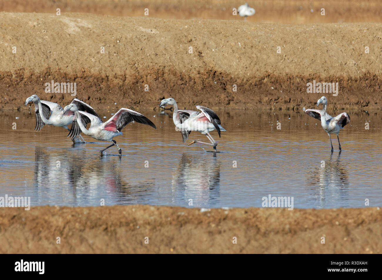 Flamingos tavira hi-res stock photography and images - Alamy