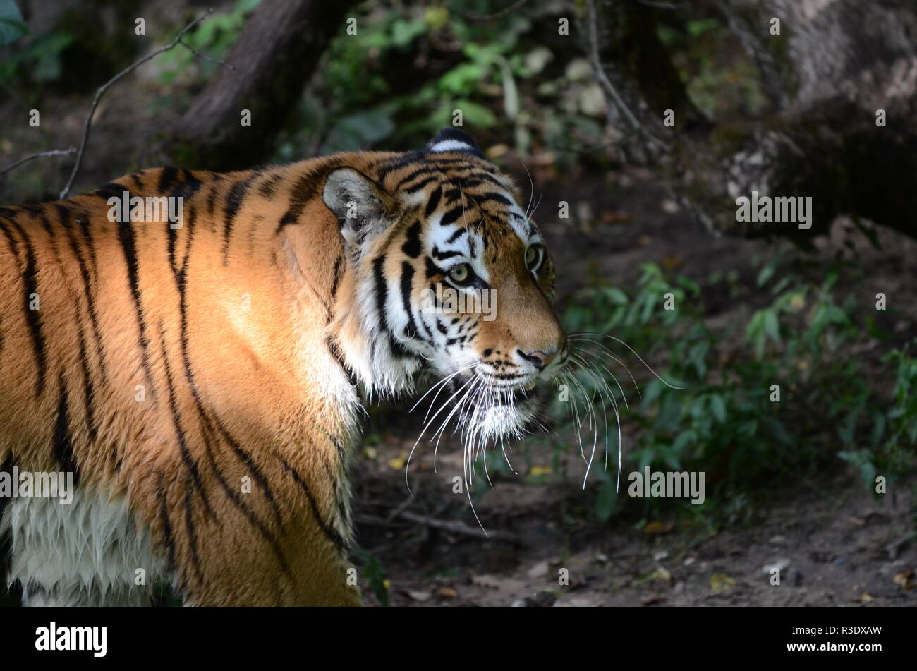 tiger on water Stock Photo - Alamy