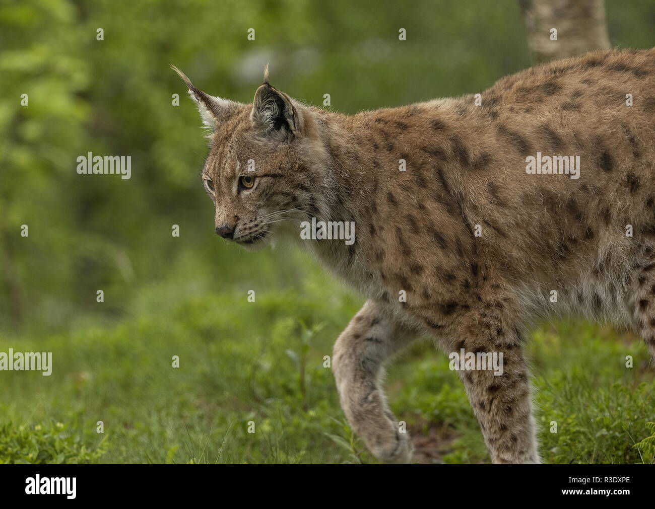 Eurasian lynx, Lynx lynx, in boreal woodland, Scandinavia Stock Photo ...
