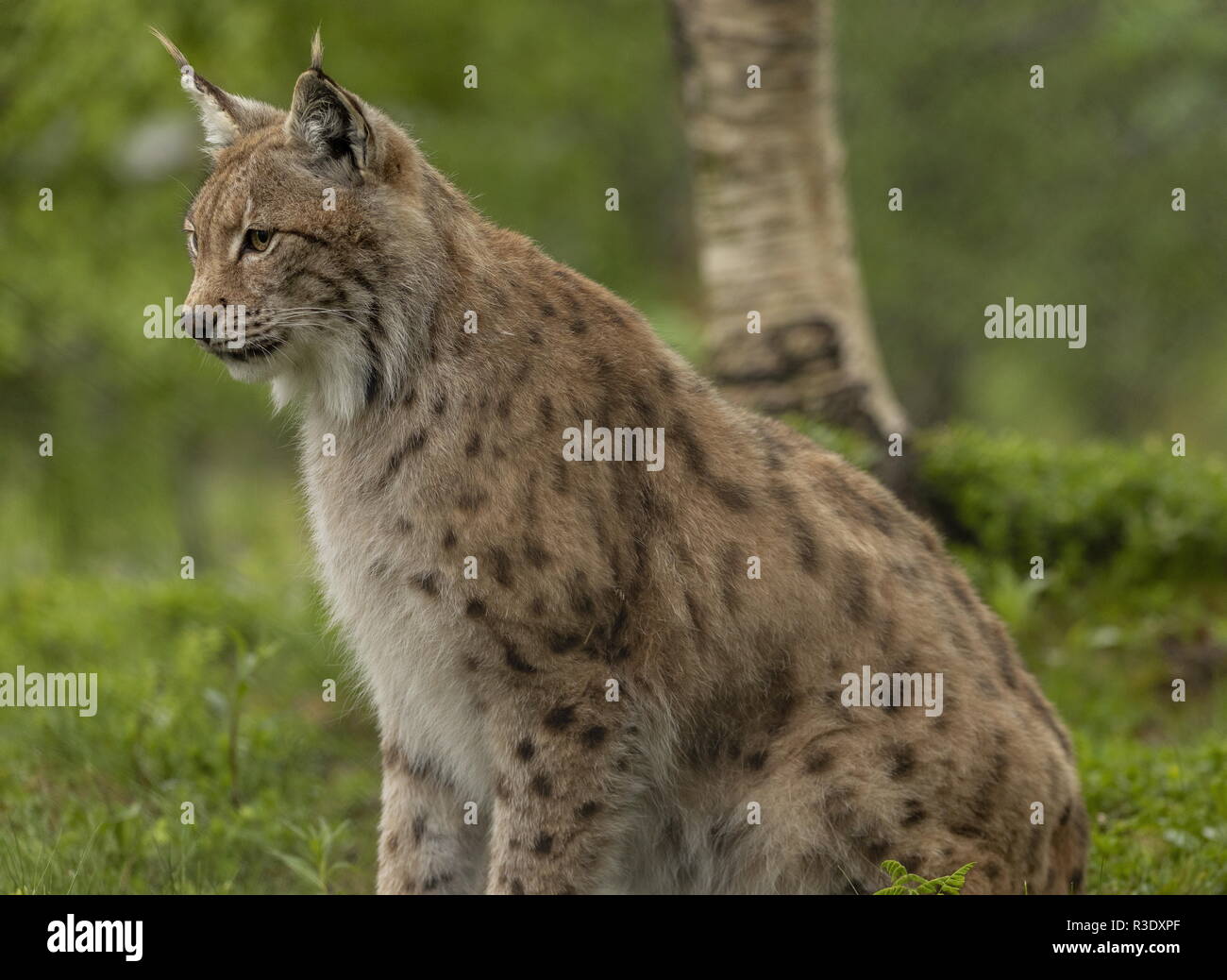 Eurasian lynx, Lynx lynx, in boreal woodland, Scandinavia Stock Photo ...