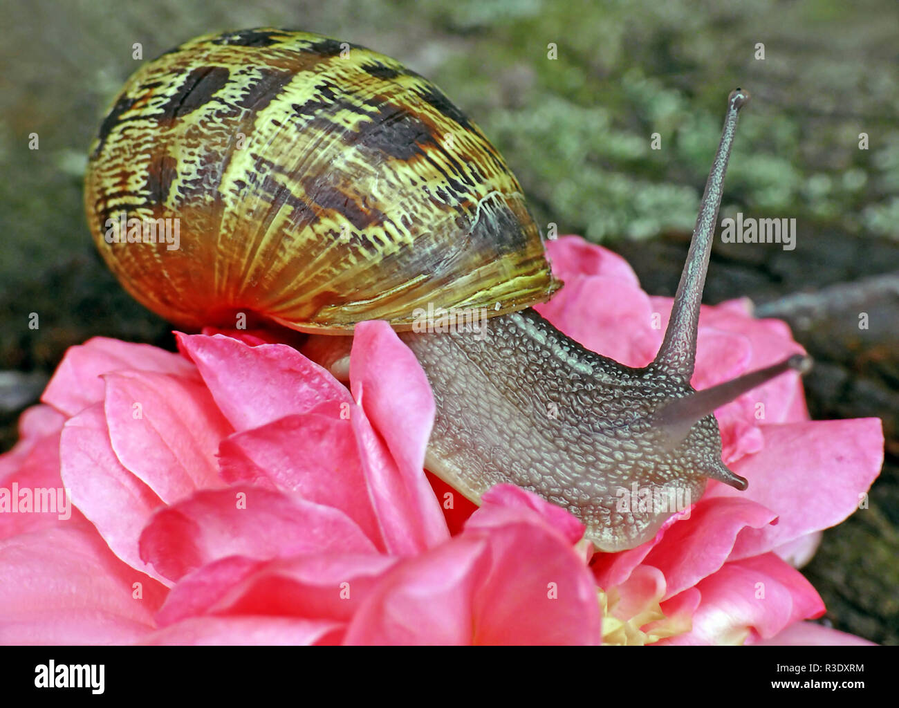 spotted snail helix aspersa Stock Photo - Alamy