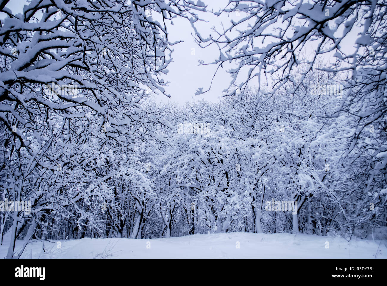 Winter wonderland with heaps of snow in Slottsskogen, Gothenburg ...