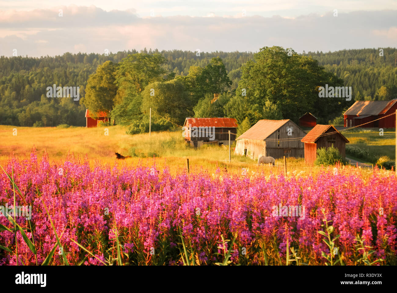 Pink flowers and traditional houses and barns by the swedish ...