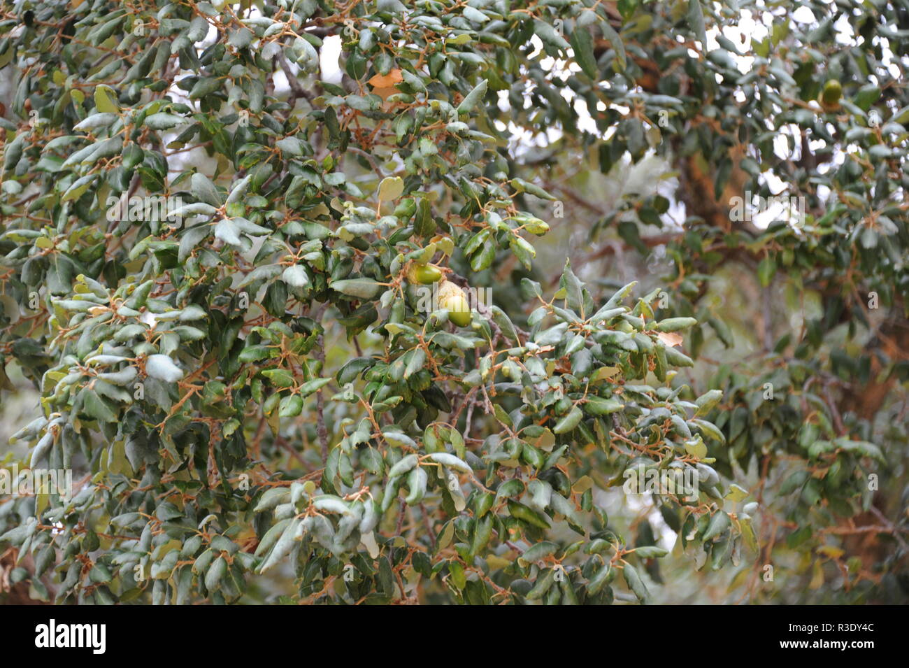 monkey bread tree in spain Stock Photo - Alamy