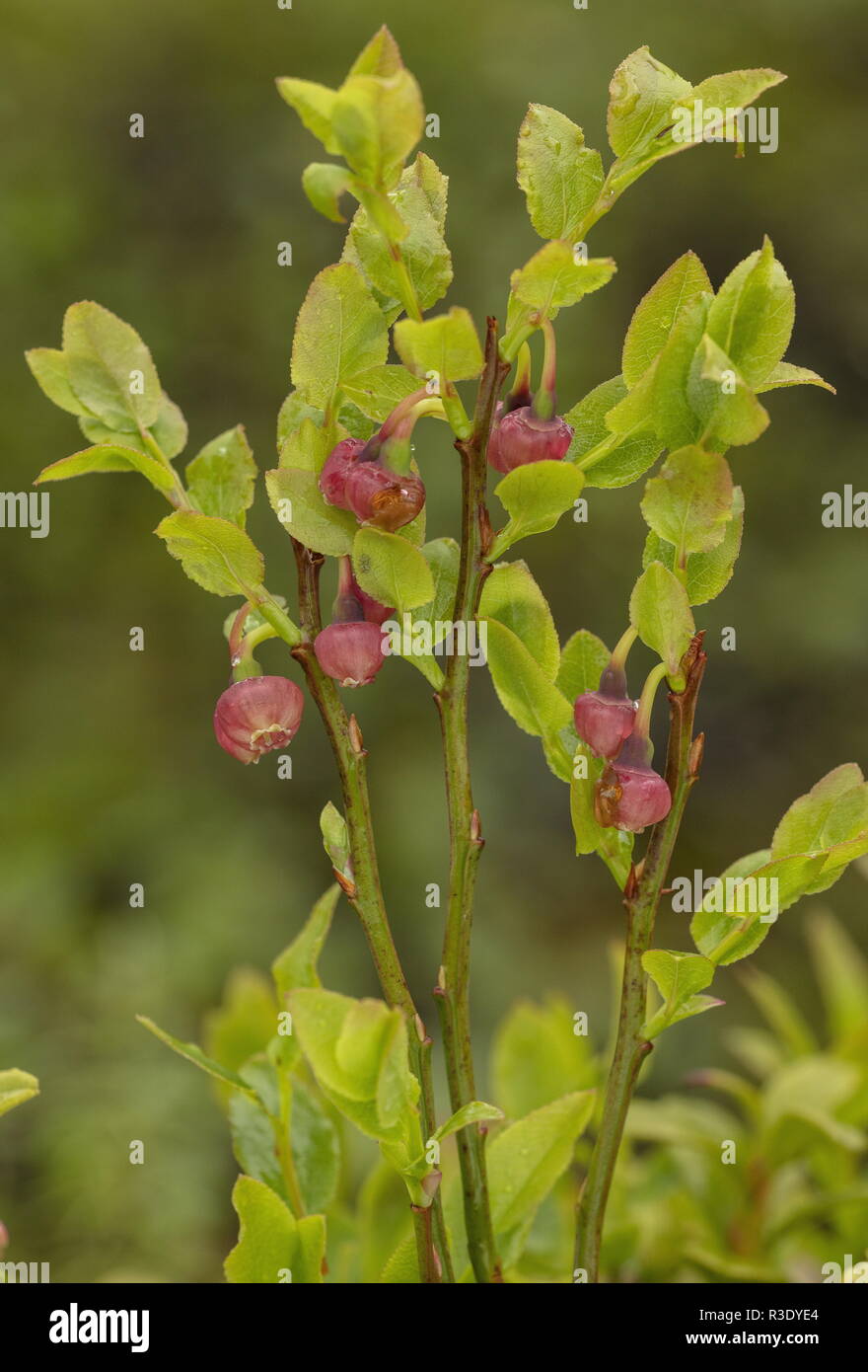 Bilberry, Vaccinium myrtillus, in flower in spring Stock Photo - Alamy