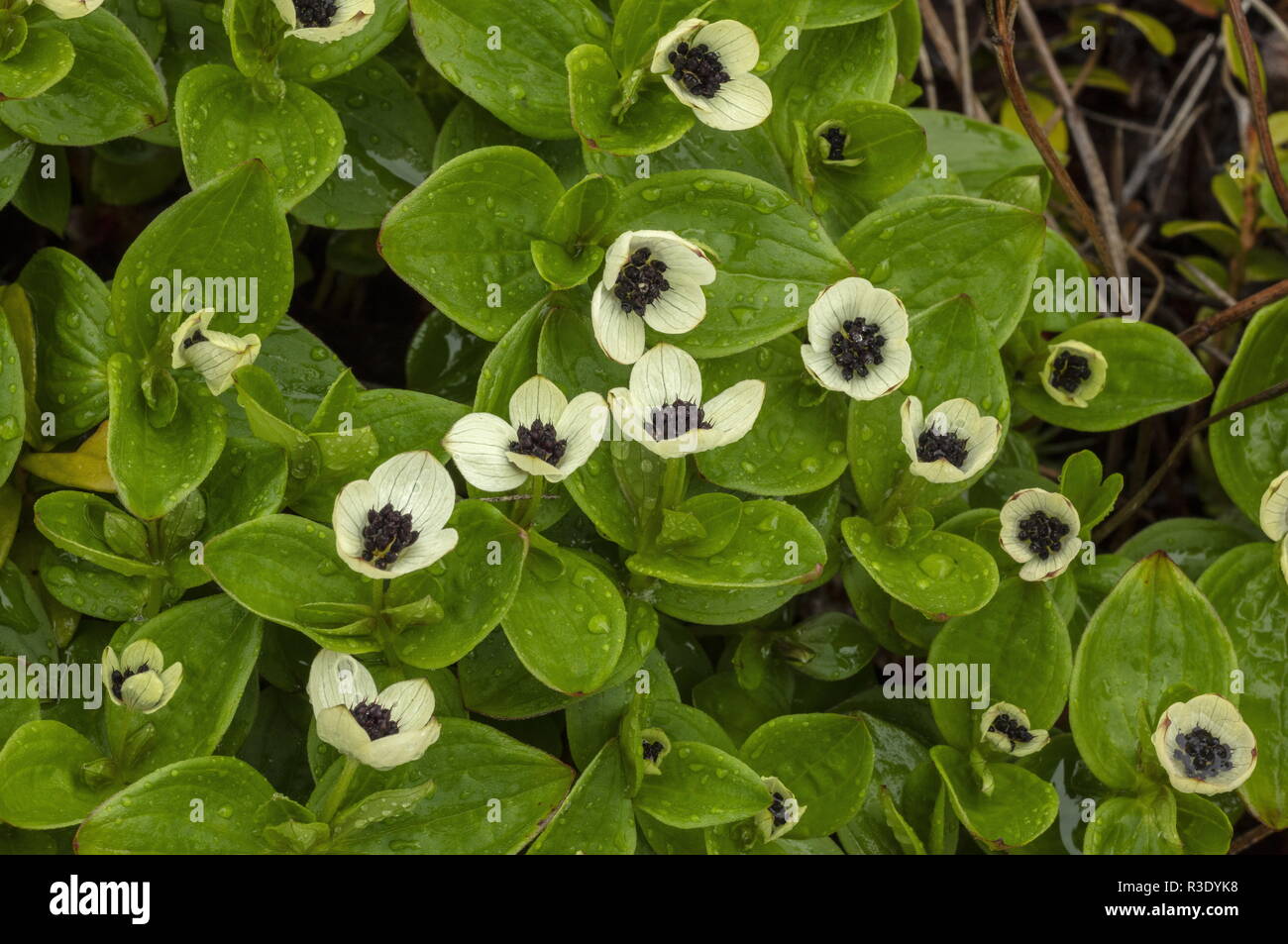 Dwarf cornel, Cornus suecica, in flower in arctic woodland Stock Photo ...