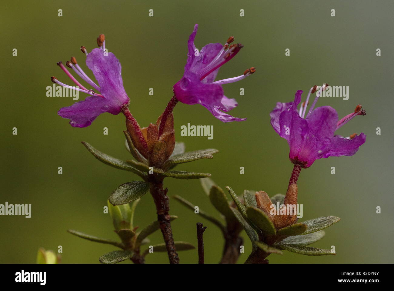 Lapland Rhododendron, Rhododendron lapponicum in flower in spring ...