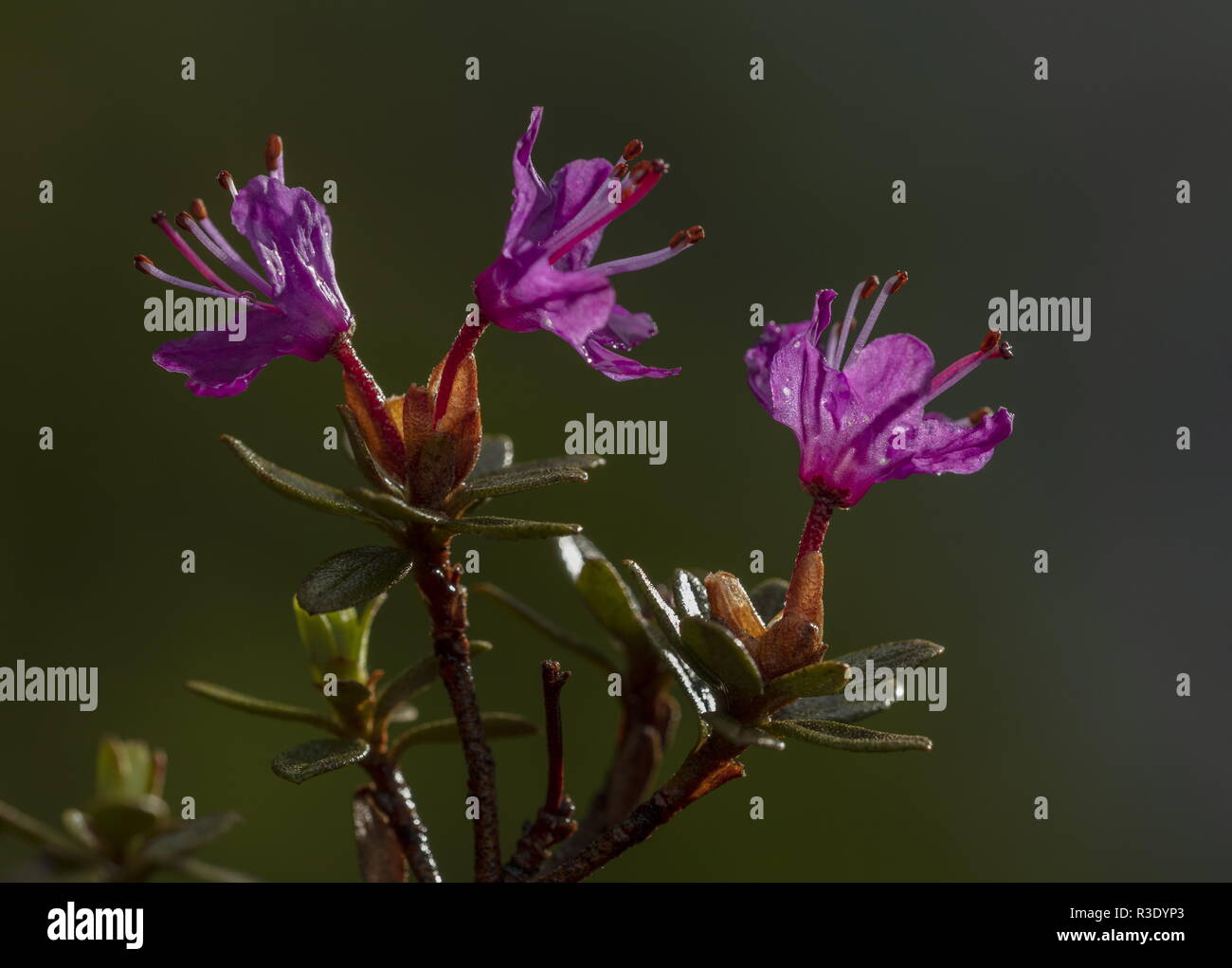 Lapland Rhododendron, Rhododendron lapponicum in flower in spring ...