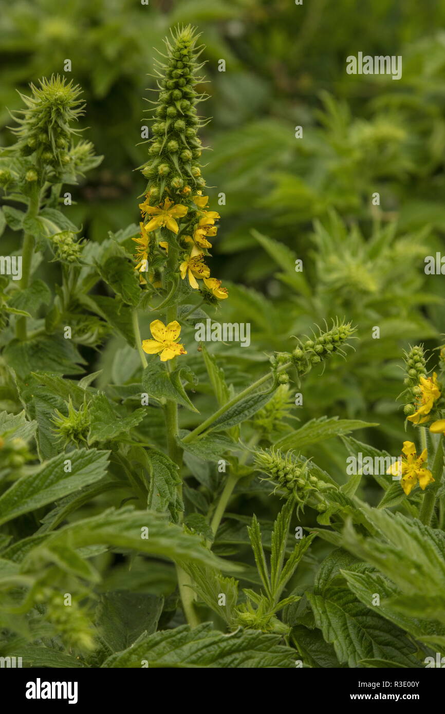 Creeping Agrimony, Agrimonia repens in flower; from Turkey and Iran ...