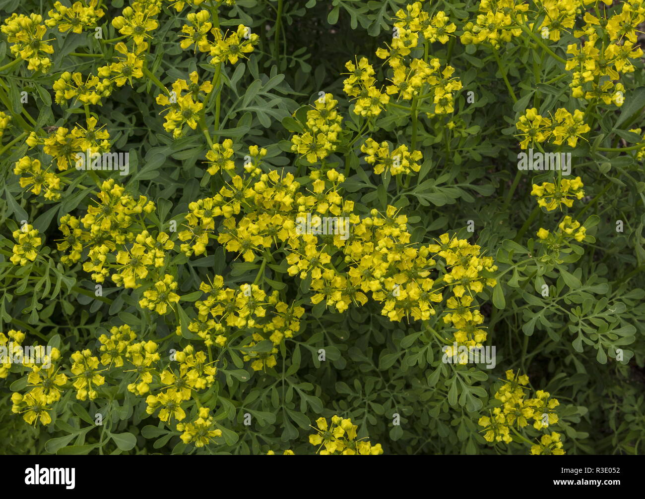 Common rue, Ruta graveolens, in flower in herb garden Stock Photo - Alamy
