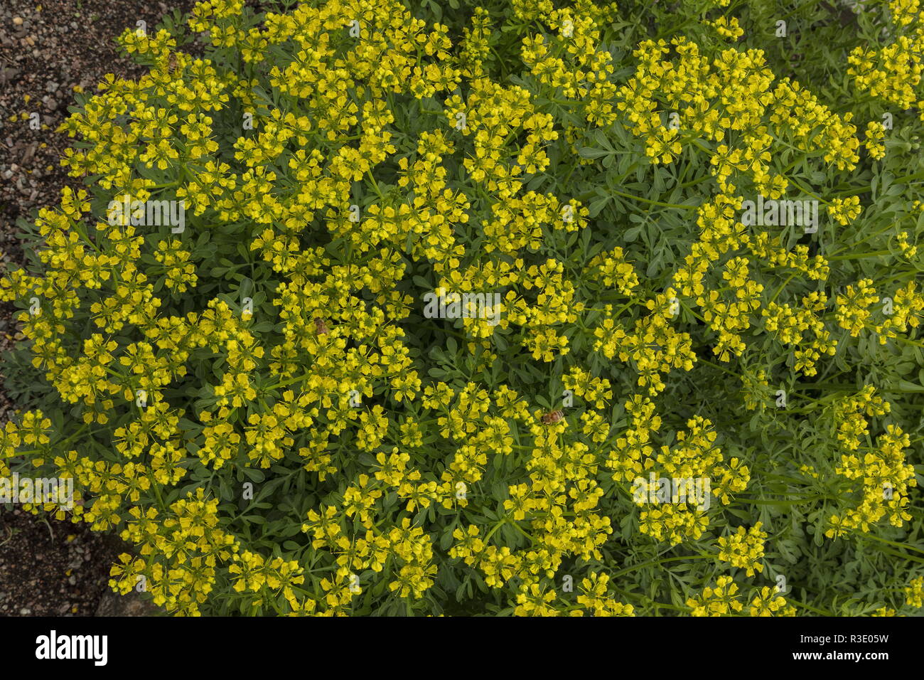 Common rue, Ruta graveolens, in flower in herb garden Stock Photo - Alamy