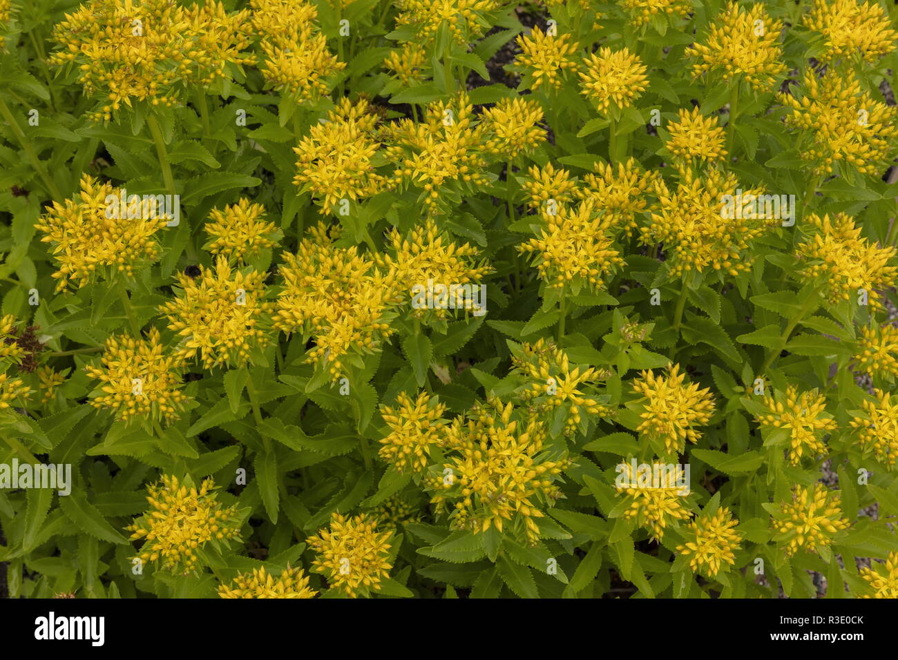Aizoon stonecrop, Sedum aizoon, in cultivation; from Japan and eastern ...