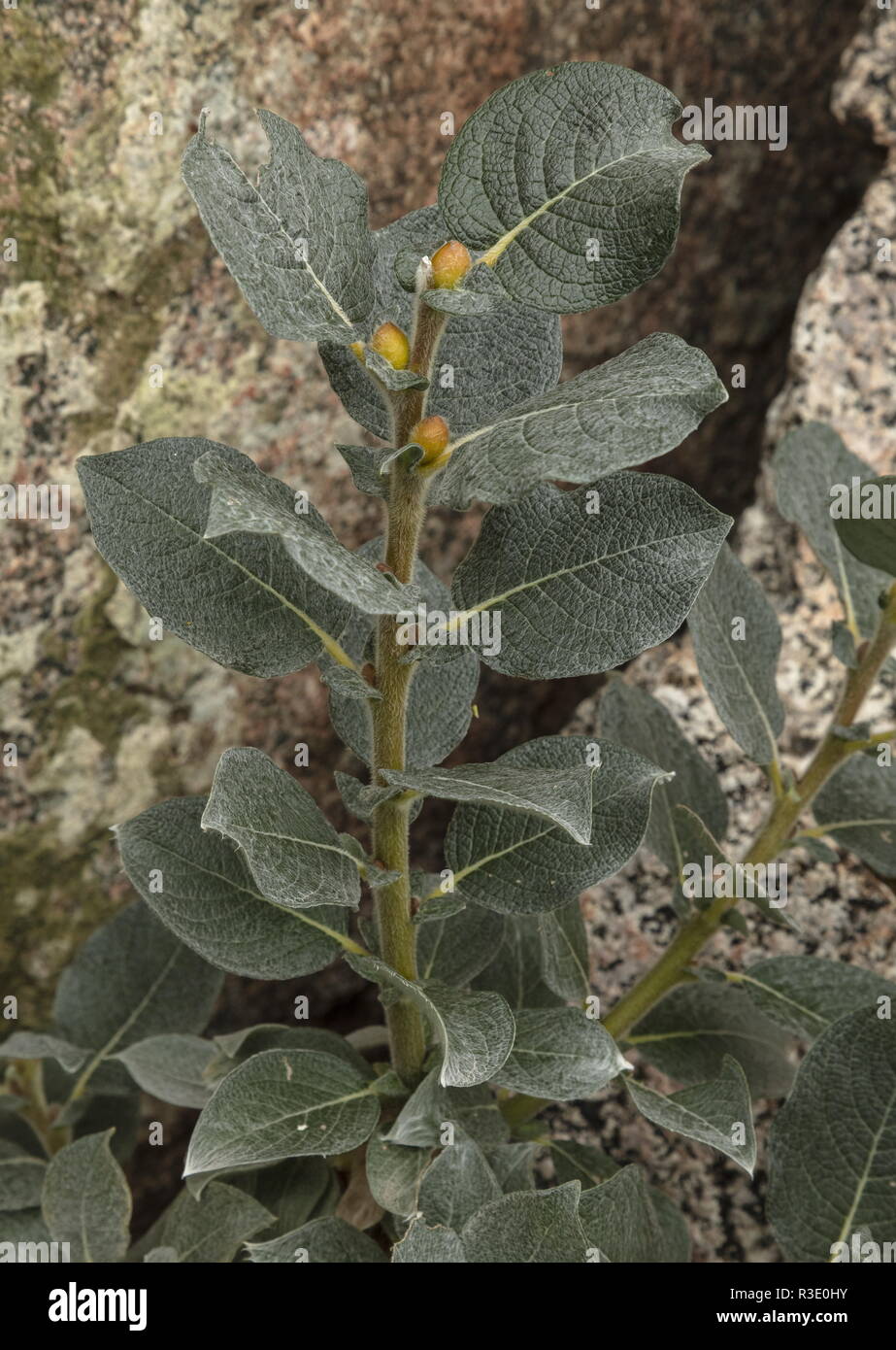 Woolly willow, Salix lanata shoot with buds and leaves. Arctic Norway ...