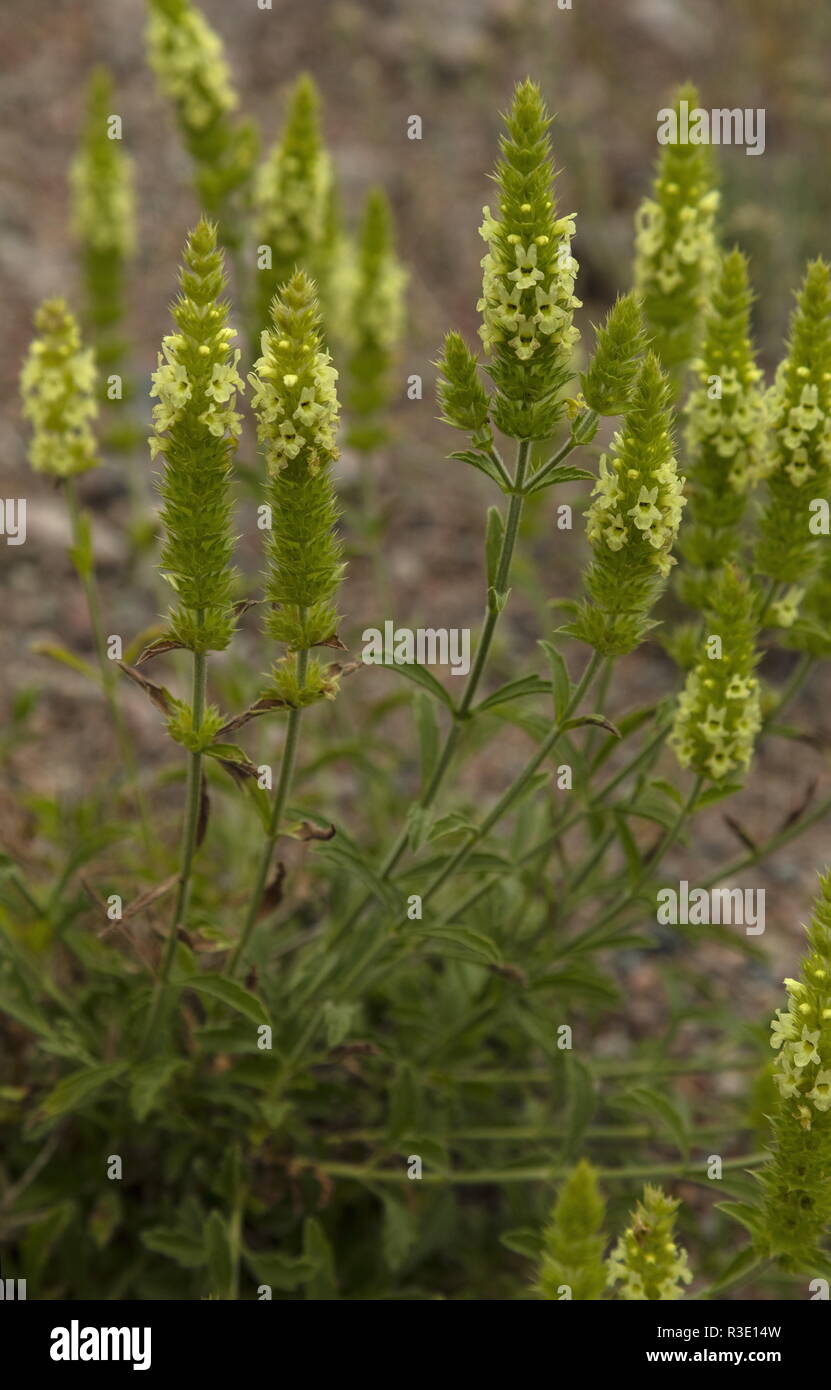 Sideritis Stock Photos & Sideritis Stock Images - Alamy