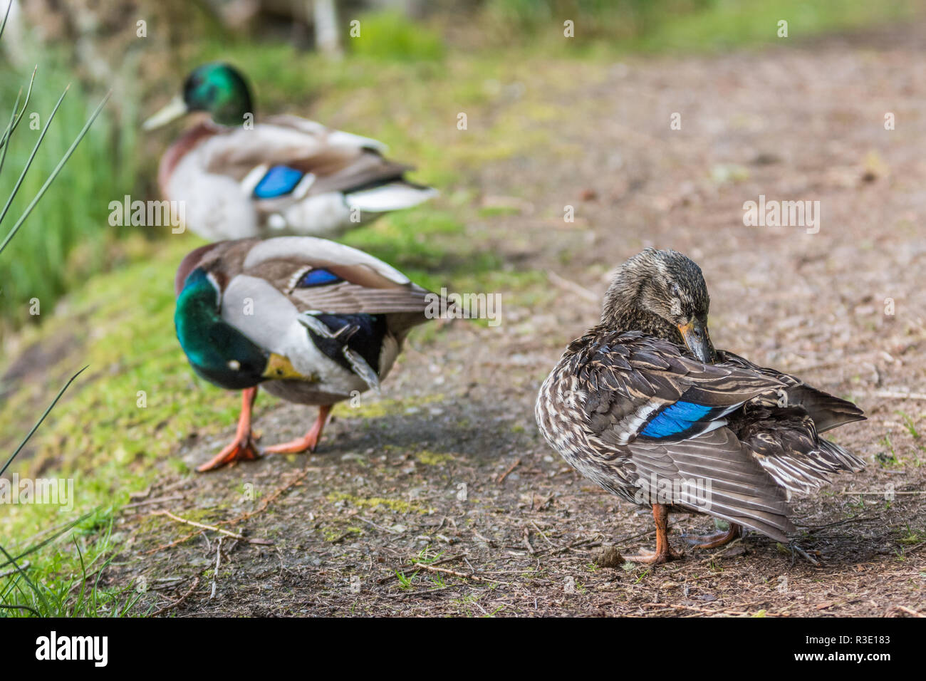 Three Mallard Duck in the lake with some grass in Scotland. closeup ...