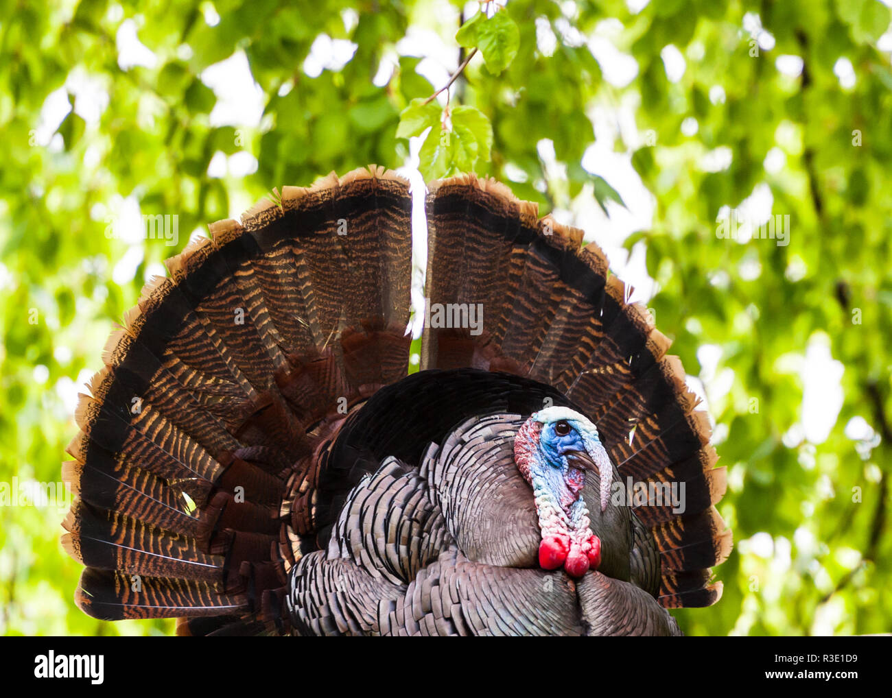Wild Turkey visiting Mount Auburn Cemetery in Watertown, Massachusetts ...