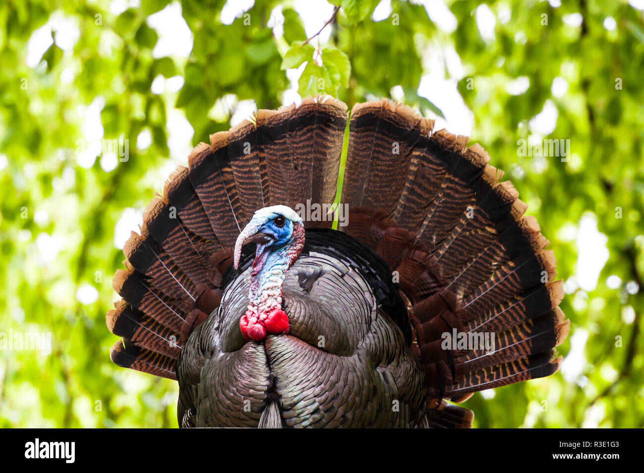 Wild Turkey visiting Mount Auburn Cemetery in Watertown, Massachusetts ...