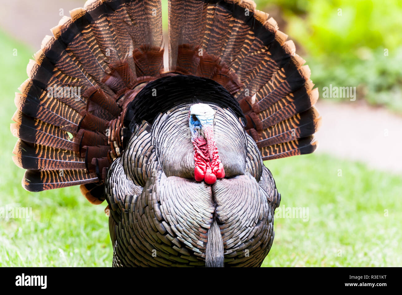 Wild Turkey visiting Mount Auburn Cemetery in Watertown, Massachusetts ...