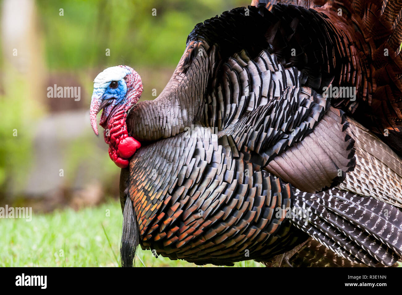 Maia kennedy photography hi-res stock photography and images - Alamy