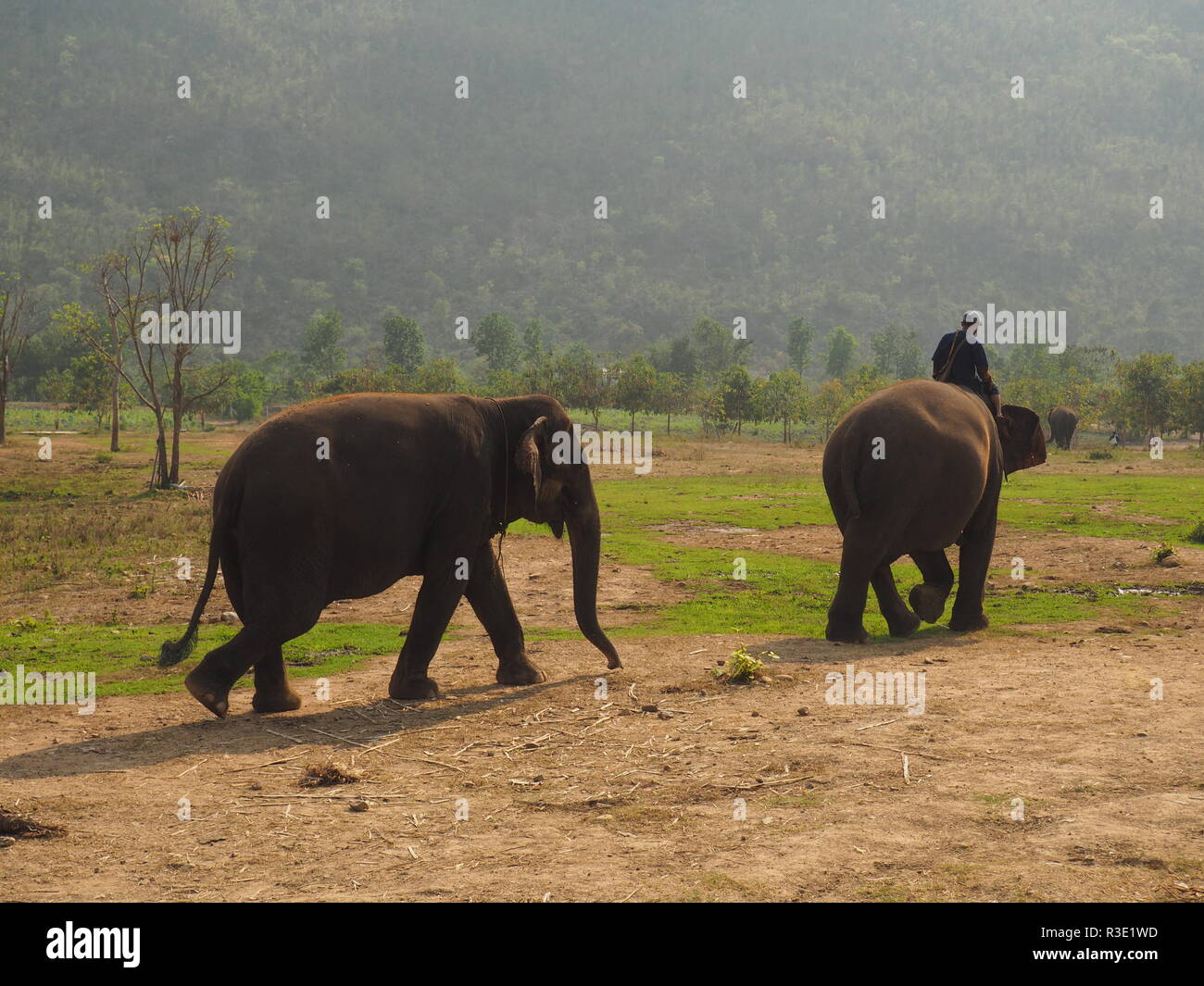 Two elephants going away in to the forest Stock Photo - Alamy
