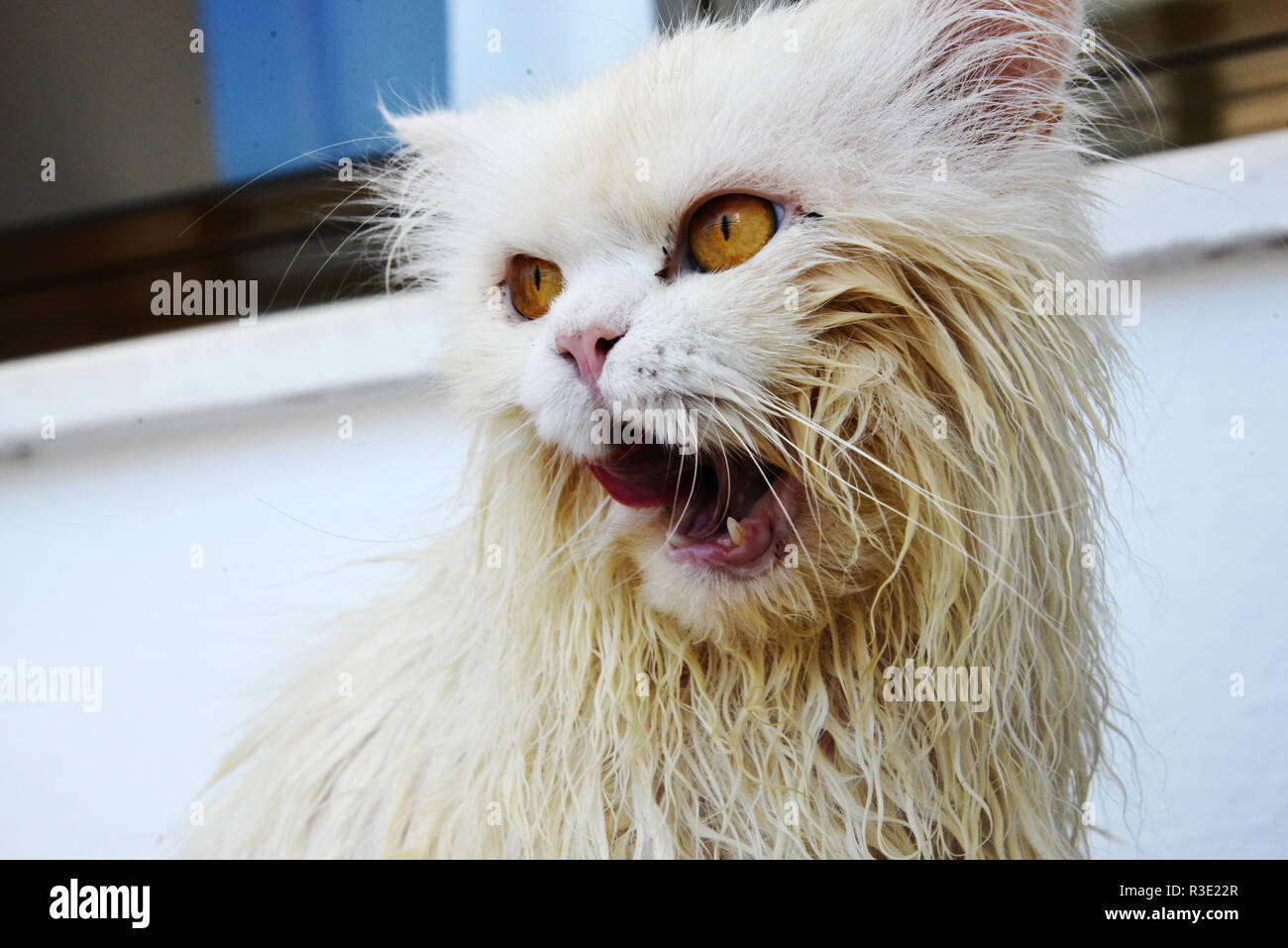 Mad Wet Cat