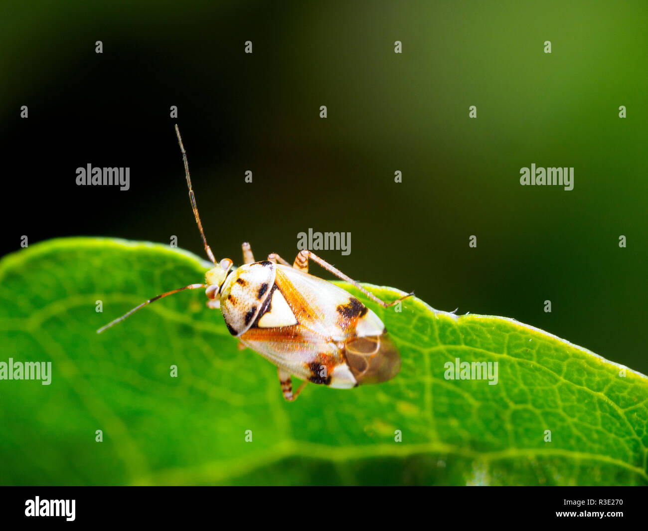 Mirid Bug (Orthops basalis Stock Photo - Alamy