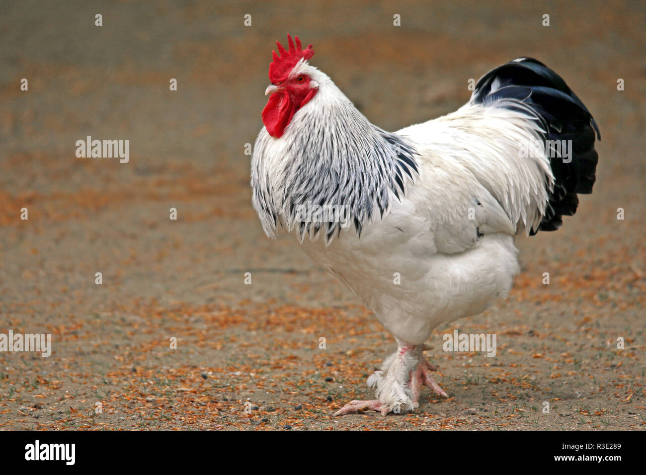 Rooster from Sundheimer Chicken Stock Photo - Alamy