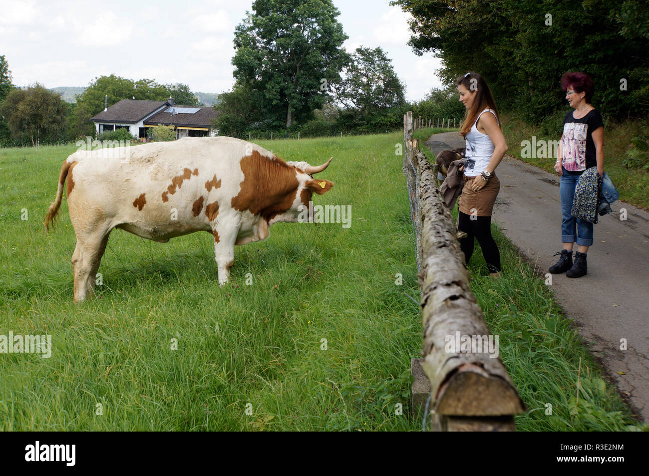 Cattle walker hi-res stock photography and images - Alamy