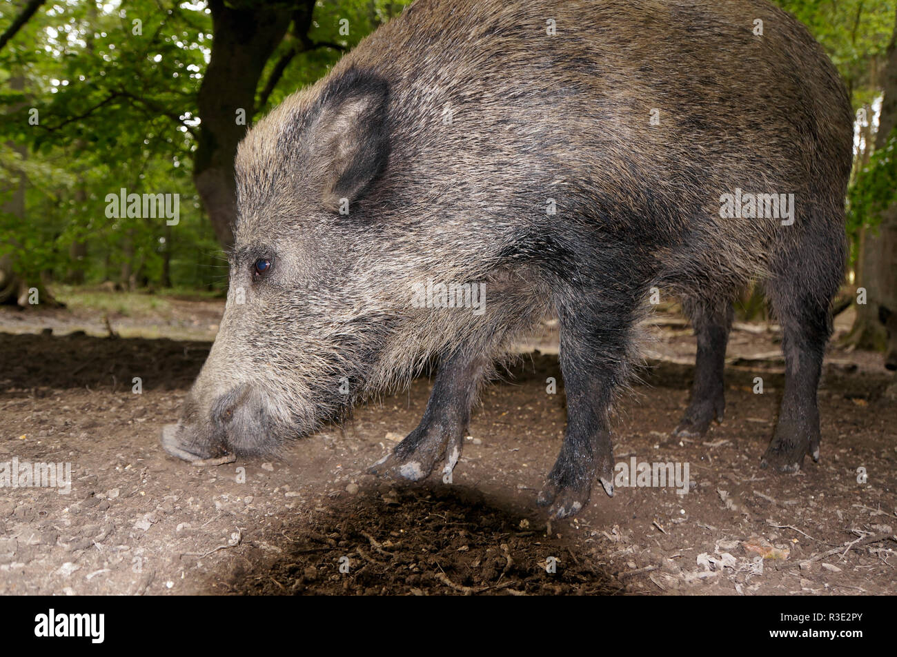 Wild boar in german hi-res stock photography and images - Alamy