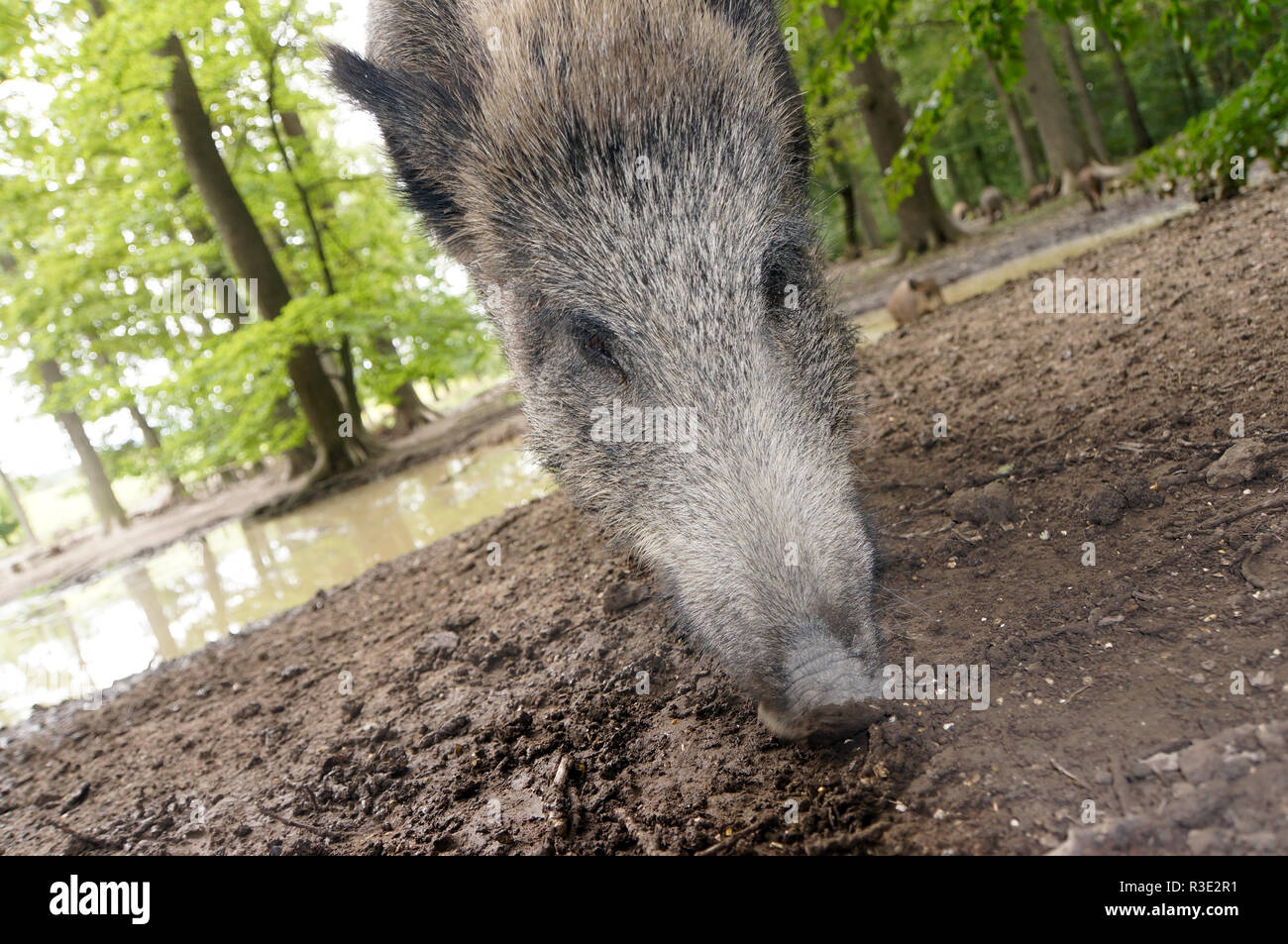 German wildlife hi-res stock photography and images - Alamy