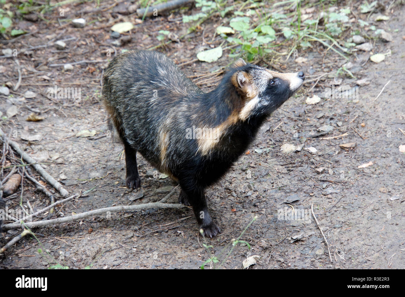 Marderhund hi-res stock photography and images - Alamy