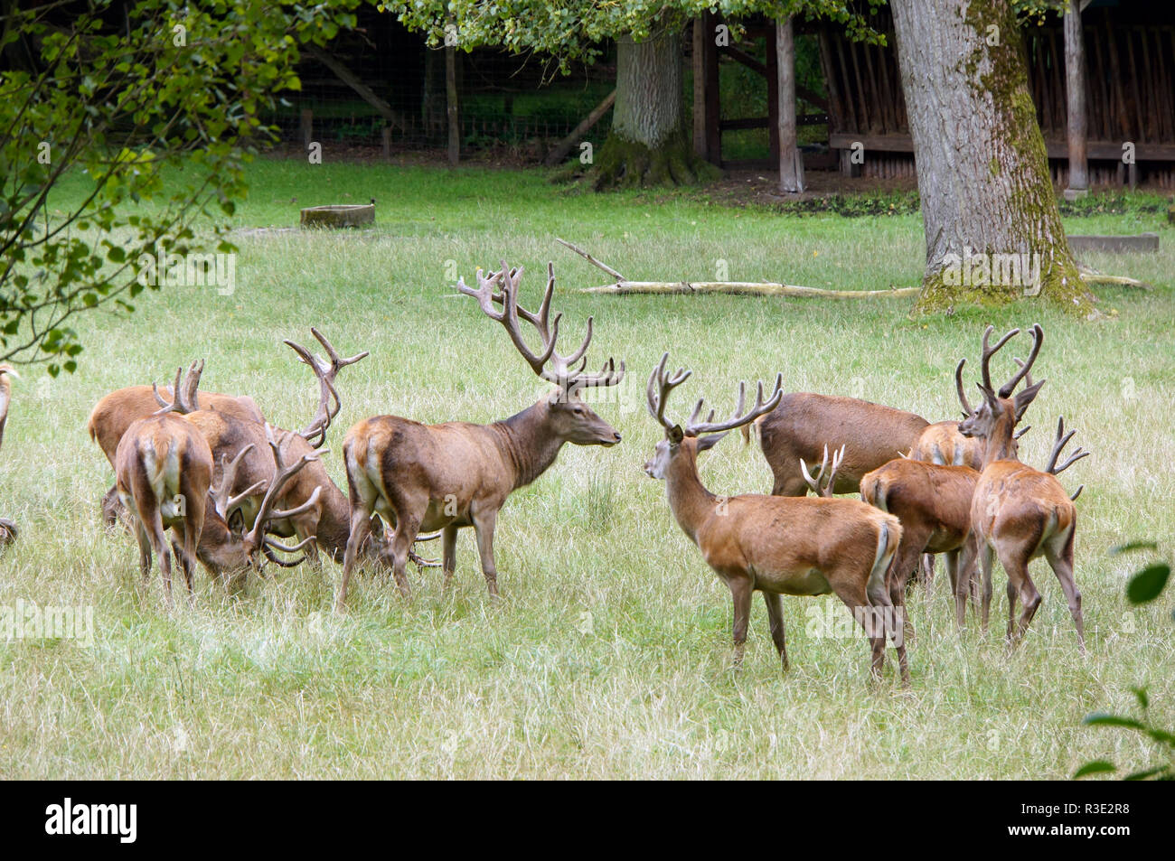 German wildlife hi-res stock photography and images - Alamy