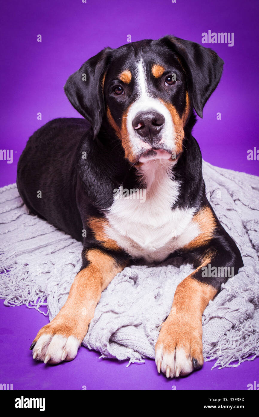 Schweizer sennenhund hi-res stock photography and images - Alamy