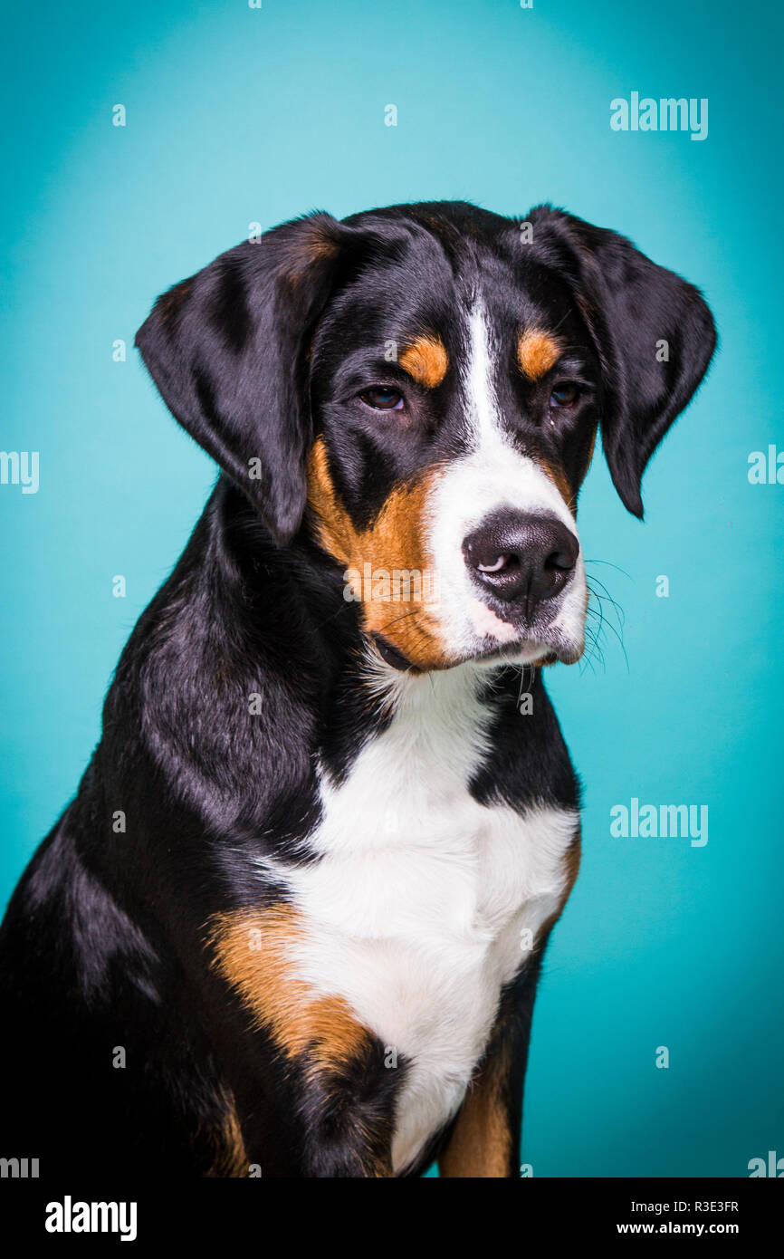Schweizer sennenhund hi-res stock photography and images - Alamy