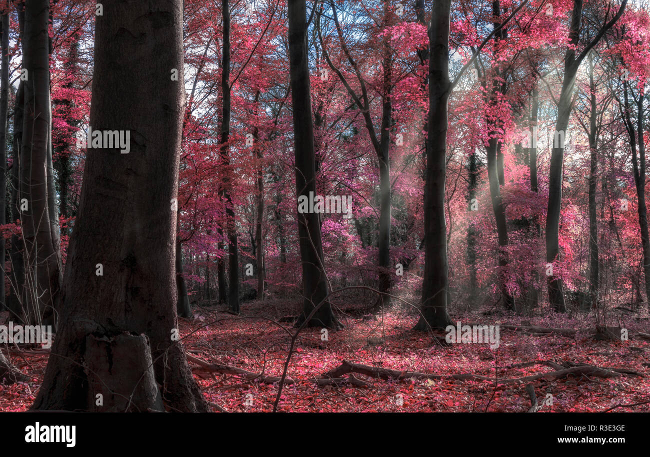 Pink Autumn trees in a forest.Fairytale scene Stock Photo - Alamy