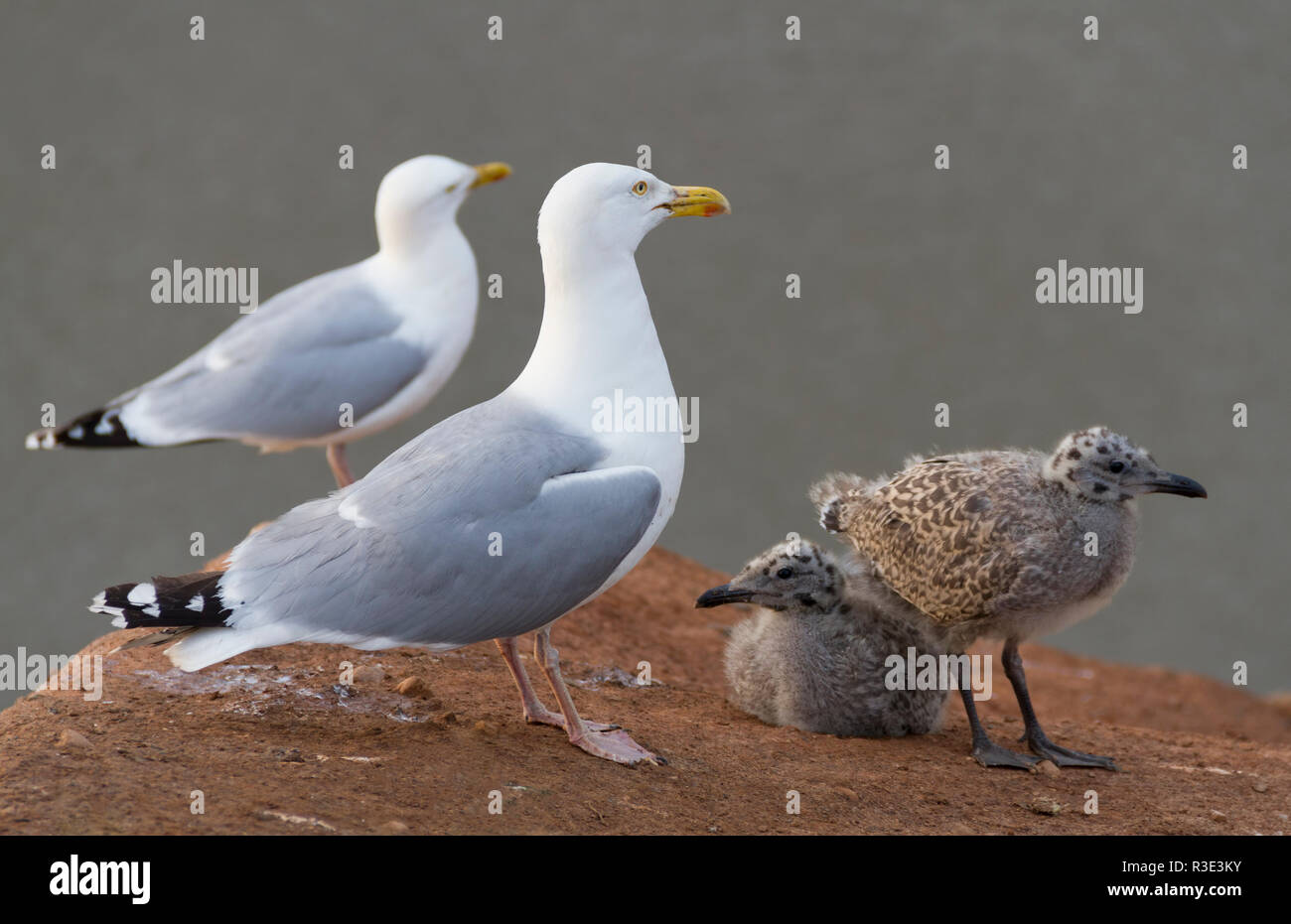 Herring Gull (Larus argentatus) A family of Gulls.Two adults and two ...