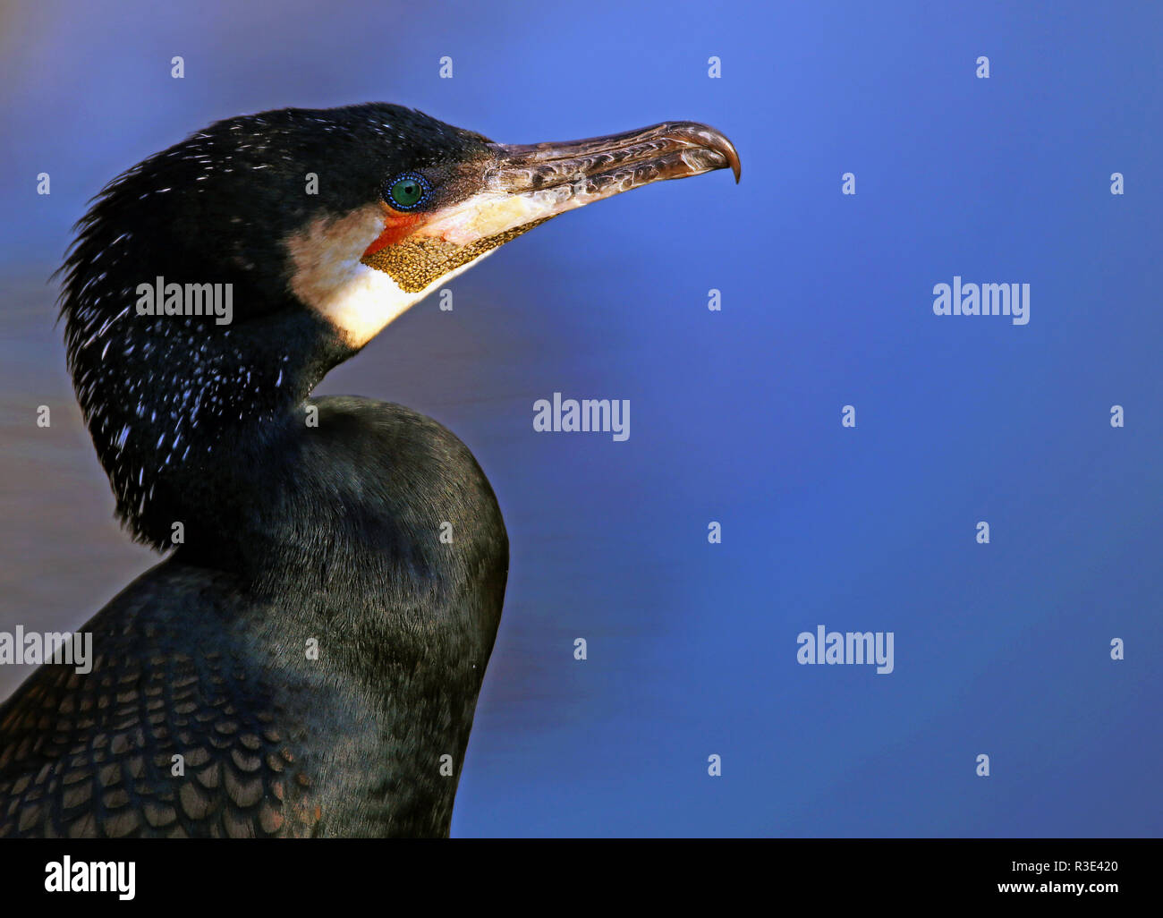 Cormorant head hi-res stock photography and images - Alamy