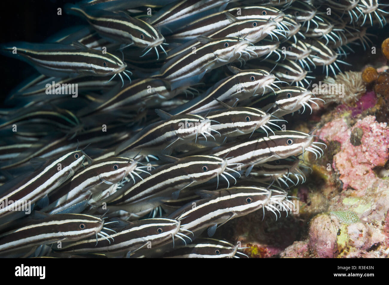 Eel tailed catfish hi-res stock photography and images - Alamy