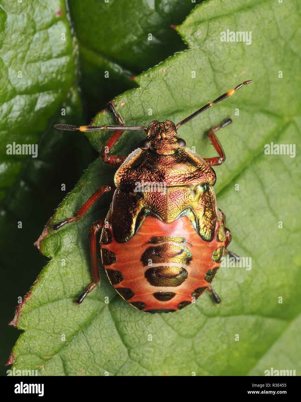 Bronze shieldbug final instar nymph hi-res stock photography and images ...