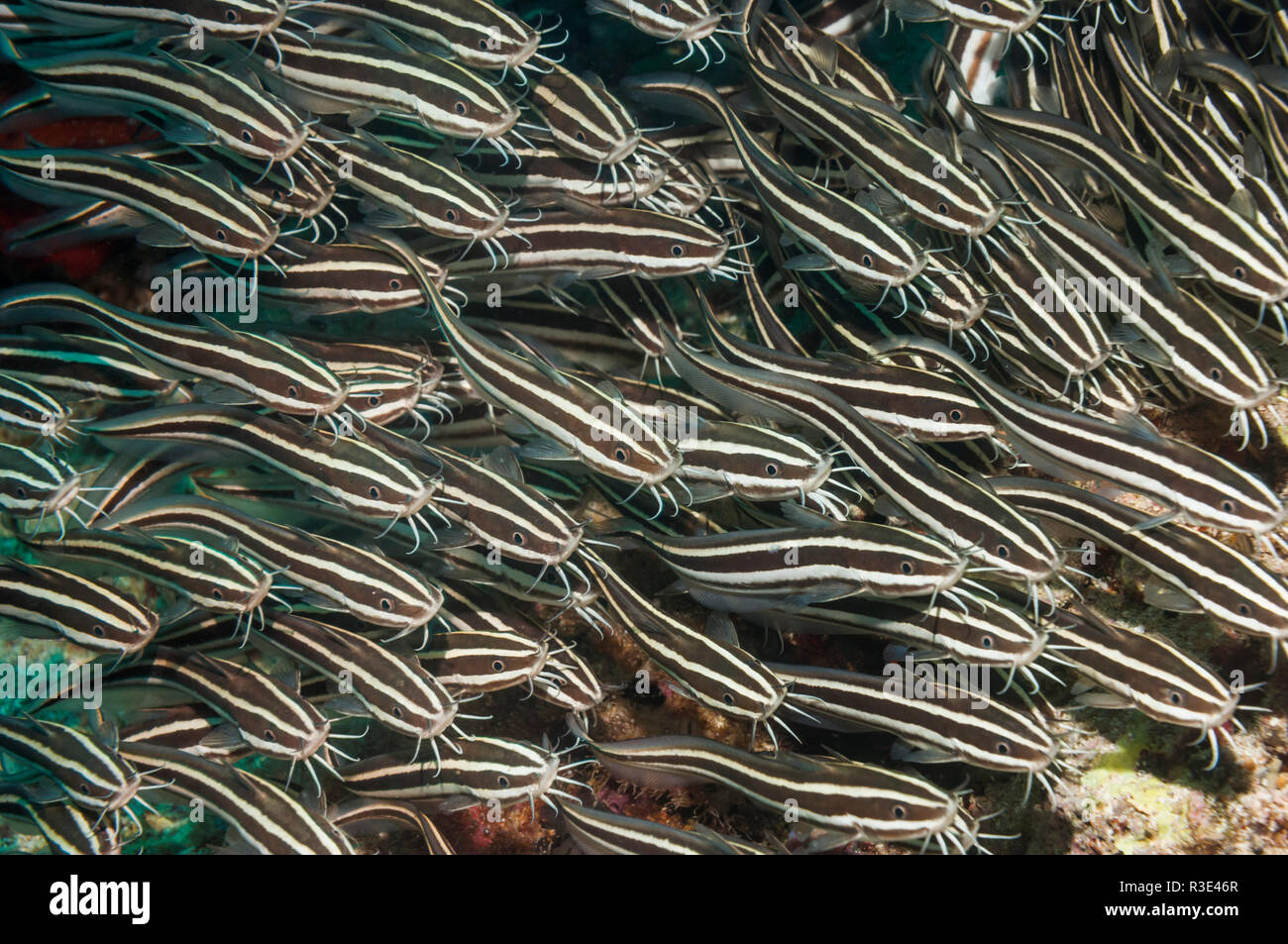 Lined catfish [Plotusus lineatus]. Cebu, Malapascus Island, Philippines ...