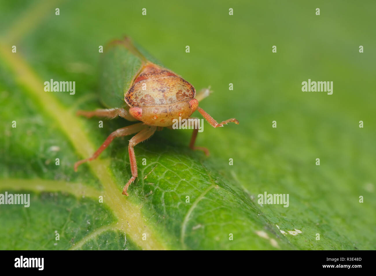 Frontal view of iassus lanio leafhopper on an oak leaf hi-res stock ...