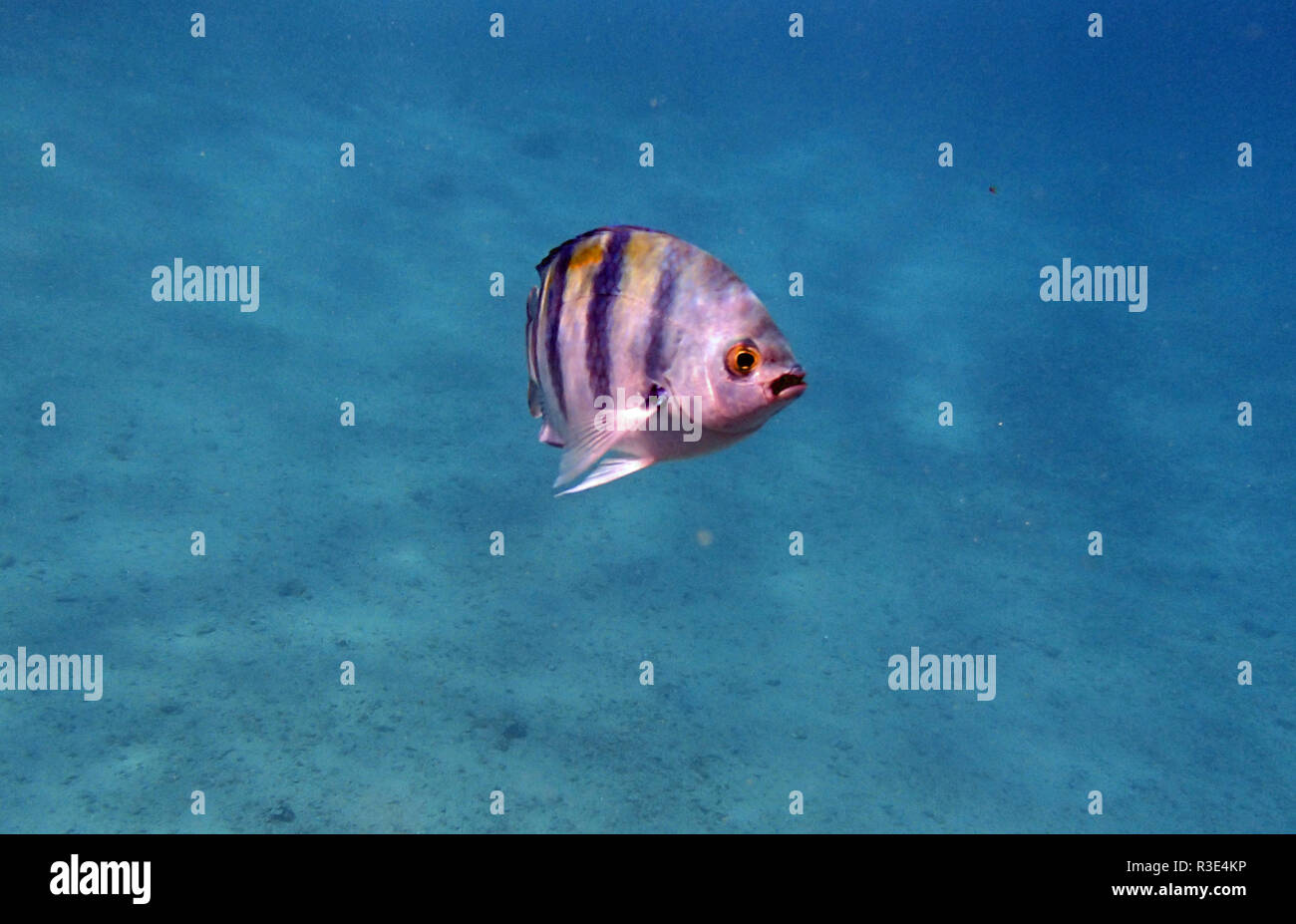 colorful red sea Stock Photo - Alamy