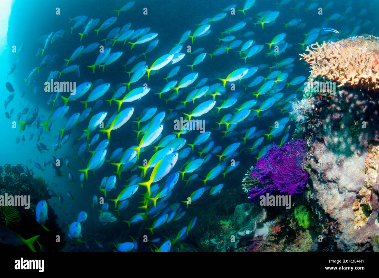 Yellow tail fusilier fish hi-res stock photography and images - Alamy