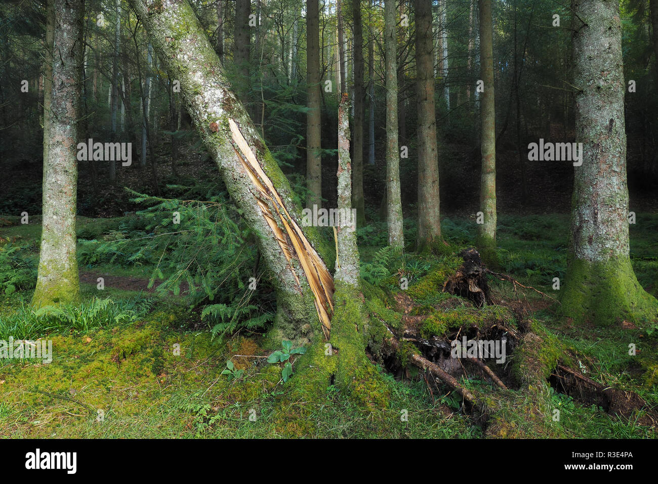 Partly uprooted and split conifer tree with young tree growing behind ...