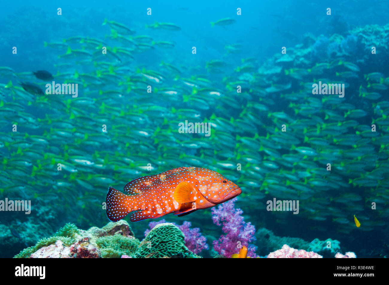 Miniatus grouper cephalopholis miniata hi-res stock photography and ...