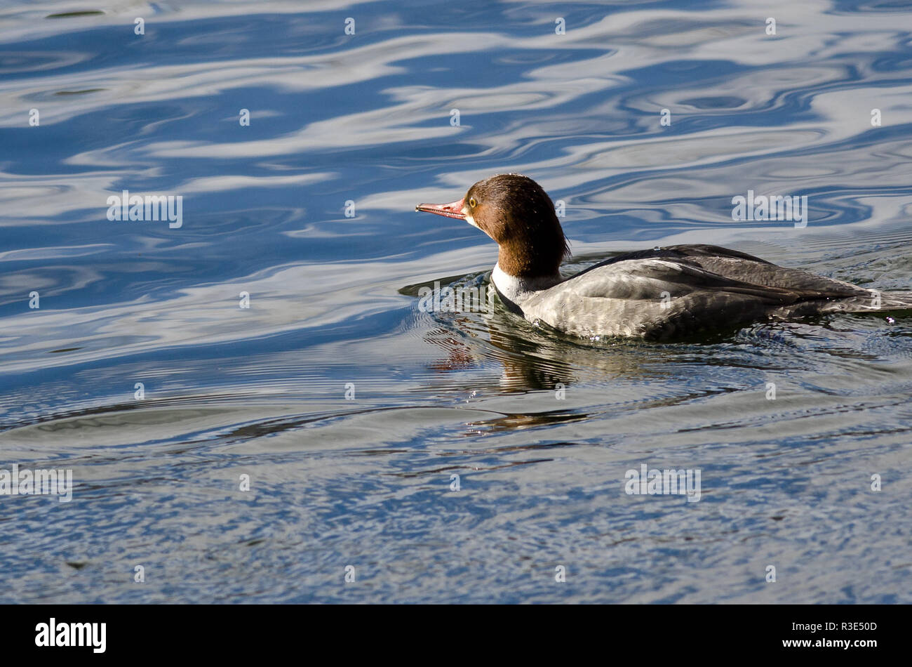 Common black duck hi-res stock photography and images - Alamy