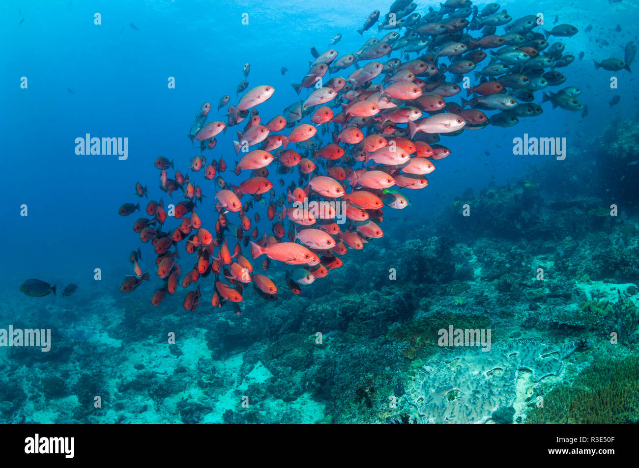 School of slender pinjalo fish hi-res stock photography and images - Alamy