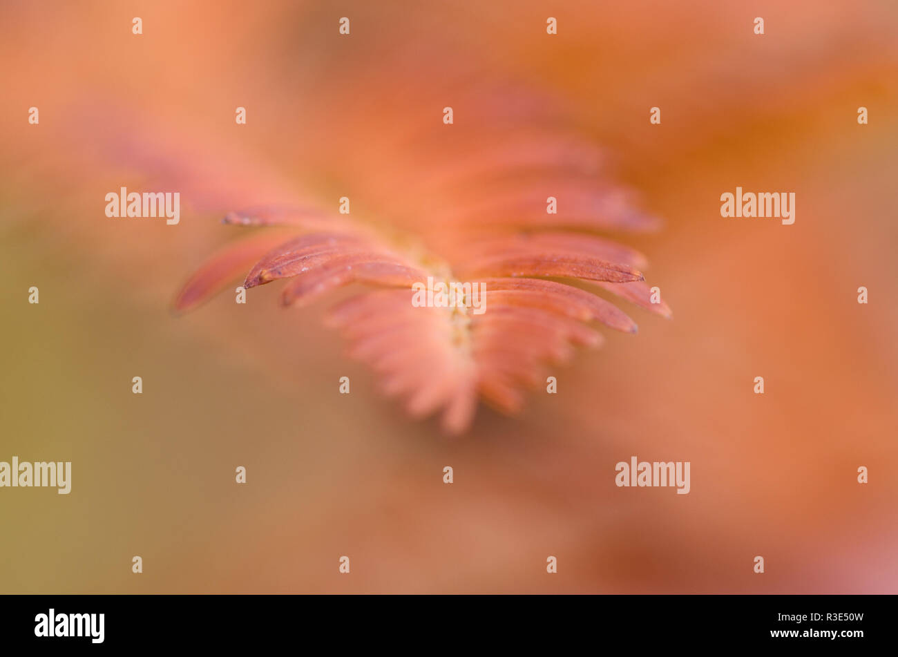 Backdrop of vague shapes hi-res stock photography and images - Alamy