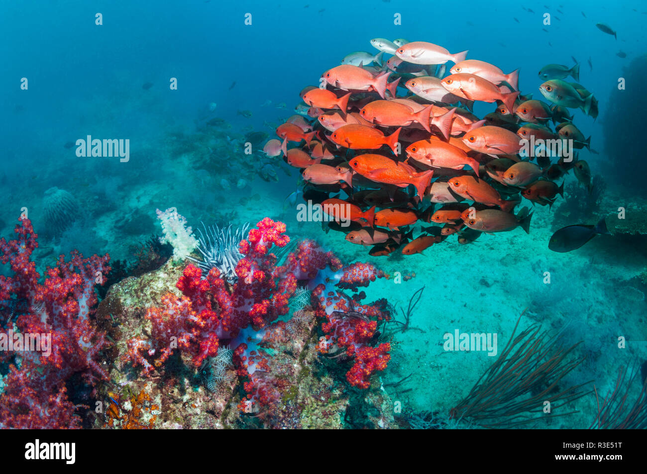 Red color fish hi-res stock photography and images - Alamy